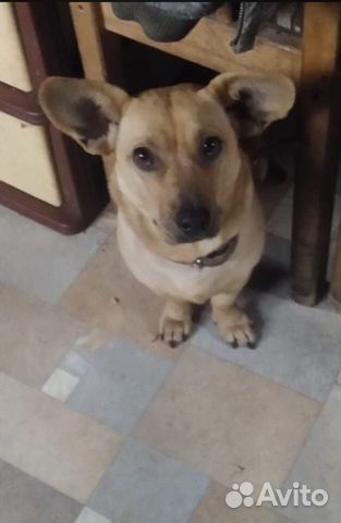 Ищет дом некрупная собака Долька