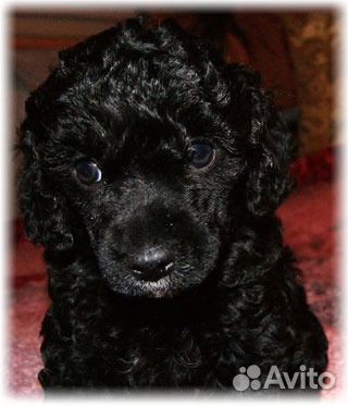 Щенок карликового пуделя