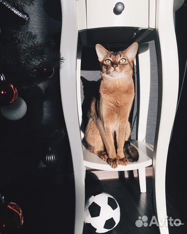 Кот на вязку. Абиссин