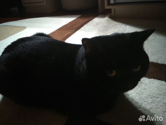 Кот британец на вязку