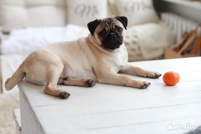 Мопс. Кабель. Вязка