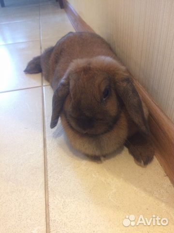 Декоративный кролик