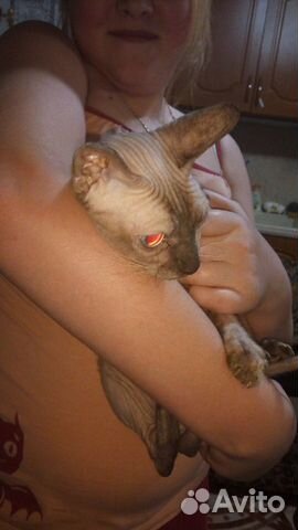 Продам двух кошек донской и канадский сфинкс
