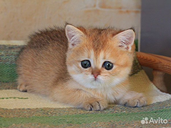 Солнышко - золотая девочка