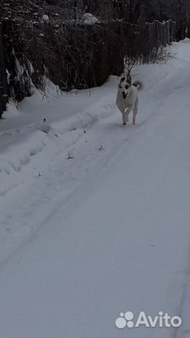 Красавица в белой шубке в добрые руки