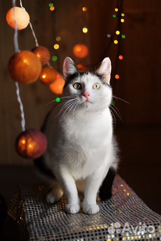 Кот Чебурашка ищет дом