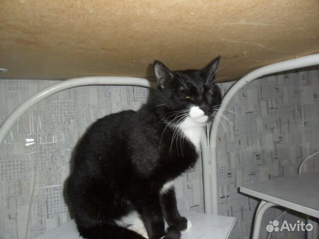 Отдадим хорошего Кота