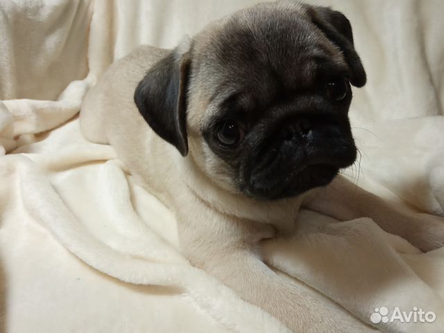 Мопсятки-девочки