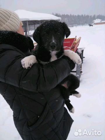 Чара ищет дом