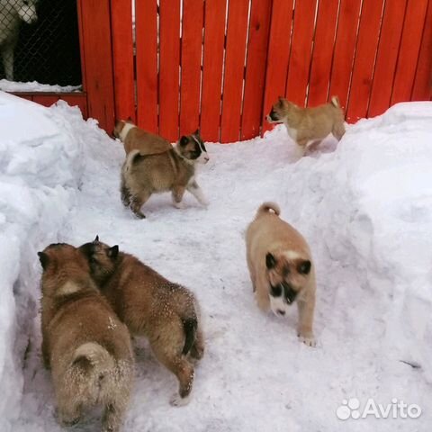 Щенки Лайки