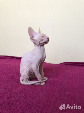 Котёнок Донской сфинкс
