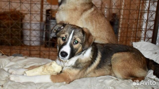 Красавица Джессика