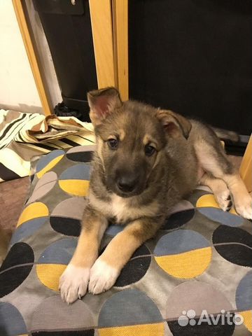 Щеночки, девочки, 2мес