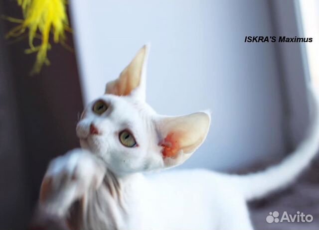 Белоснежный принц из породы девон рекс