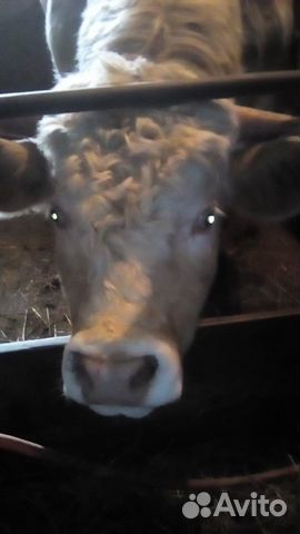 Продается бык