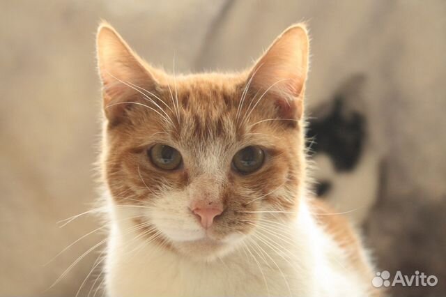 Рыжее солнышко ищет дом и любящего хозяина