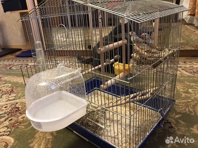 Зебровые амадины бесплатно