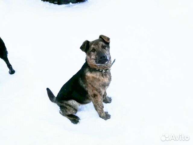 Щенки в добрые руки