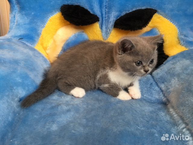 Шотландский котёнок (биколорный)