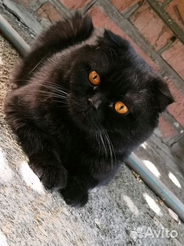 Британский Котик ищет кошечек на вязку