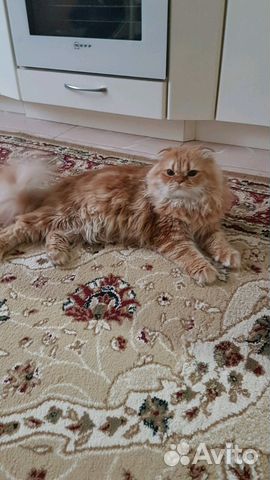 Шотландский барон вислоухий