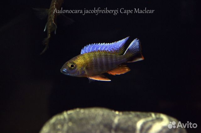 Цихлиды озера Малави Аулонокары