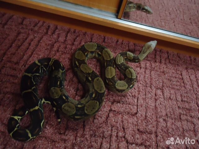 Удав+террариум