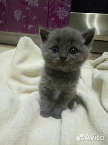 Продаётся шотландский милаш