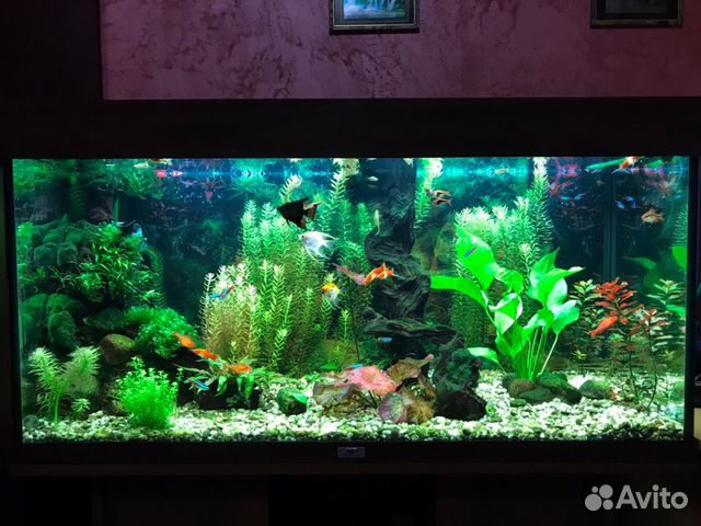 Аквариум 200 литров