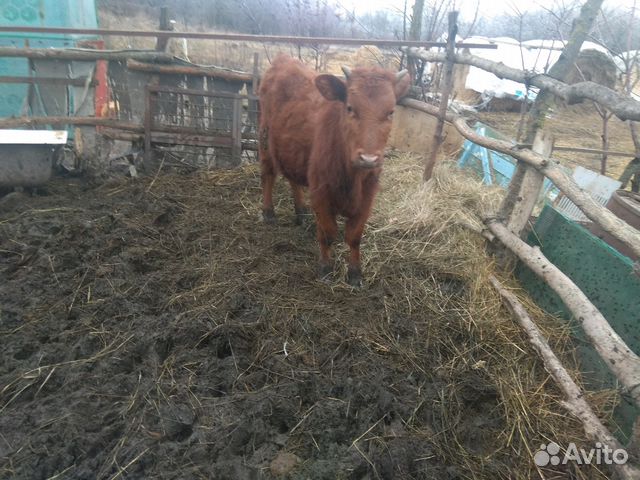 Продам 2 тёлочки