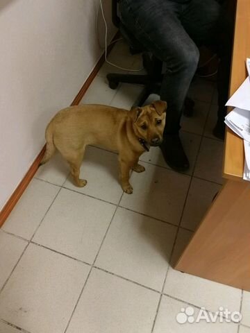 Щенок, мальчик, потеряшка