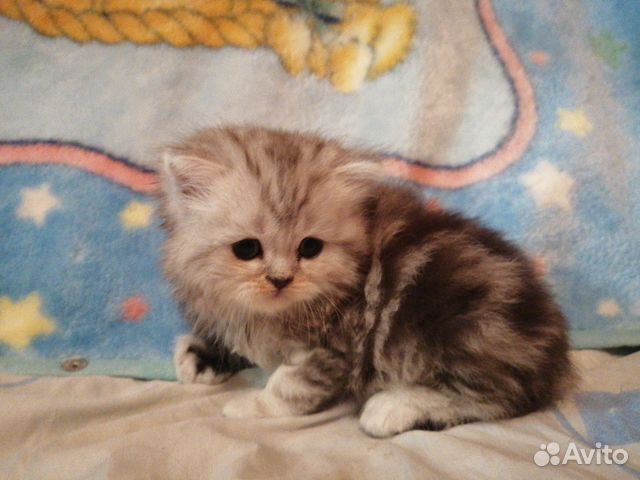 Элитный котик