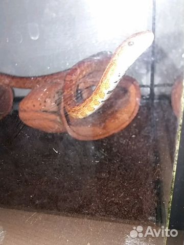 Змея моисовый полоз