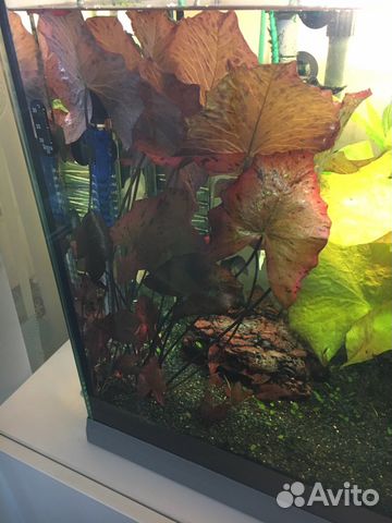 Нимфея красная тигровая