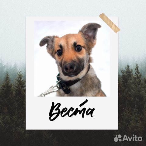 Смешная девочка щеночек