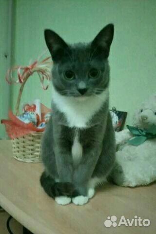 Кошка-полубританка