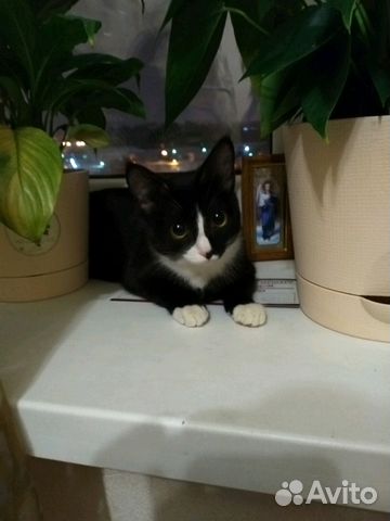 Кошечка Клёпа