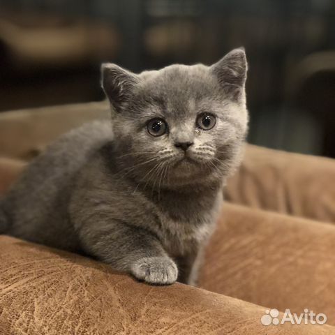 Чудесная шотландская девочка. 2,5 месяца