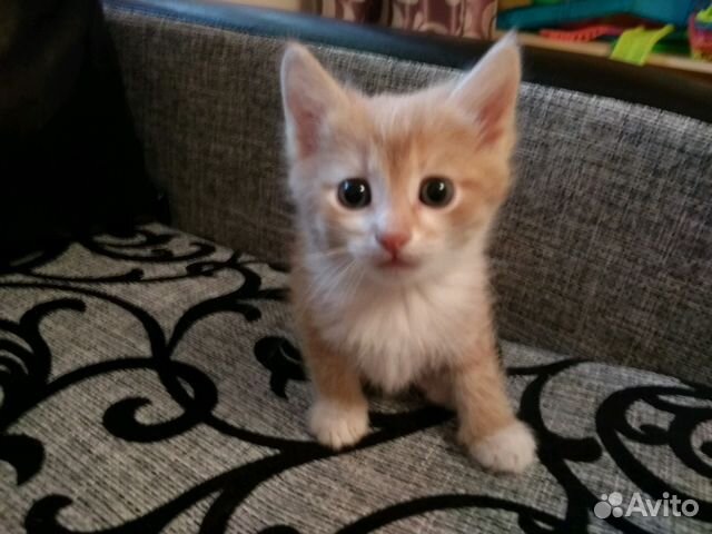 Отдам котят