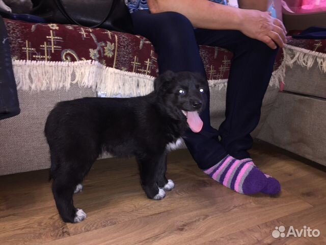 Щенок дворняжки