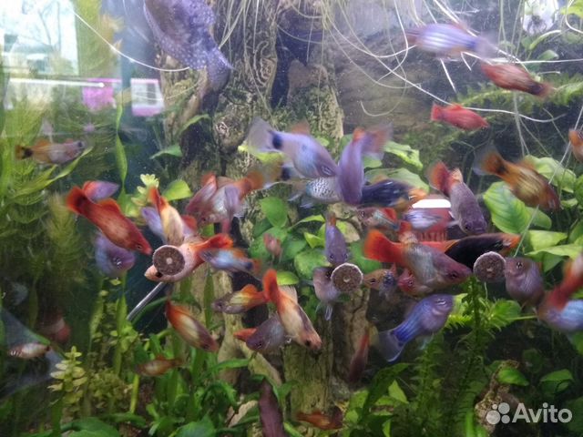 Пецилии аквариумные рыбк