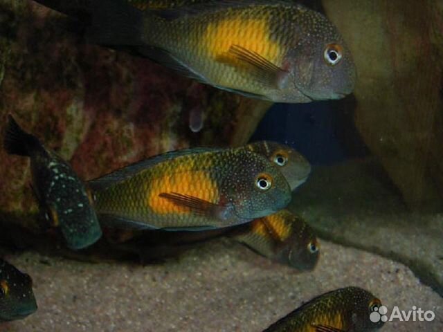 Цихлиды о. Танганьика