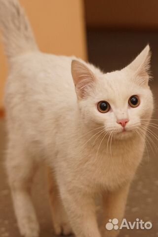 Белоснежный котик-подросток