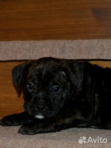 Девочки Ка де бо