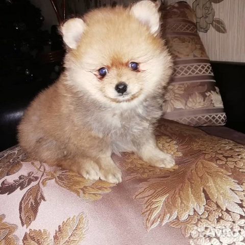 Очаровательные шпицульки