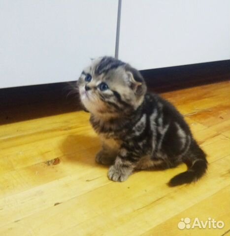 Шотландские мишки