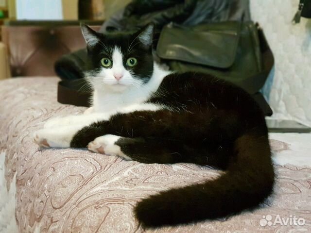 Черно-белая красавица