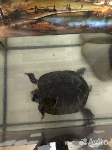 Черепаха