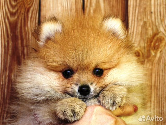 Померанский шпиц. Мальчик