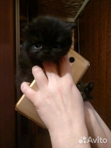 Персидская